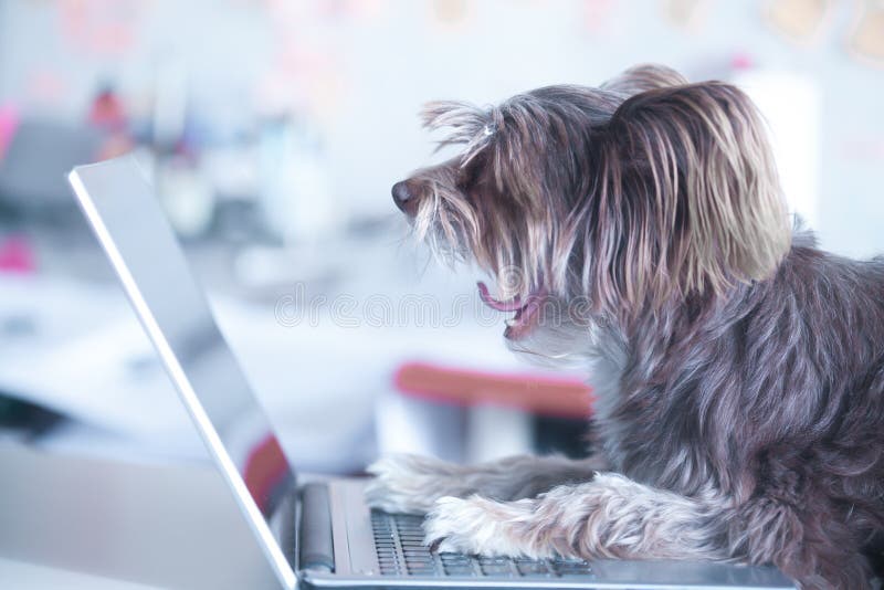 Funny Dog Works at the Laptop. Pet Using Computer Stock Photo - Image ...