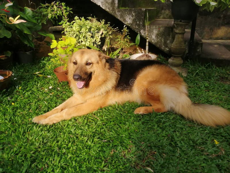 Funny doggy lion shepherd stock image. Image of plant - 252250167