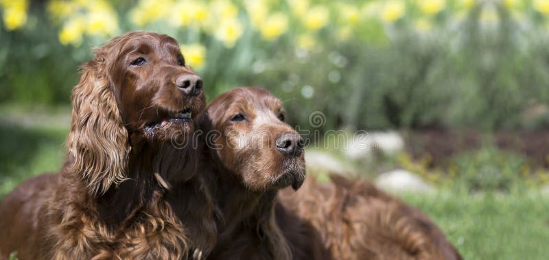Funny Dogs Stock Images - Download 31,786 Royalty Free Photos
