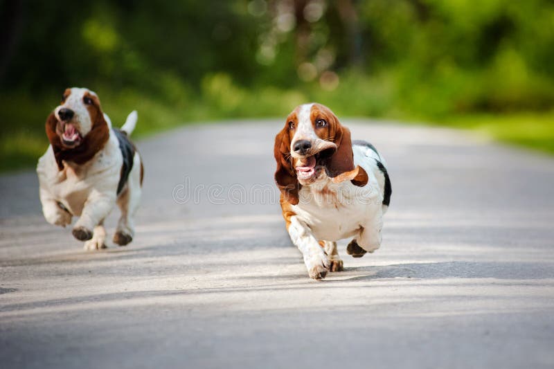 Funny Dogs Basset Hound Running Stock Image - Image of animals, race ...
