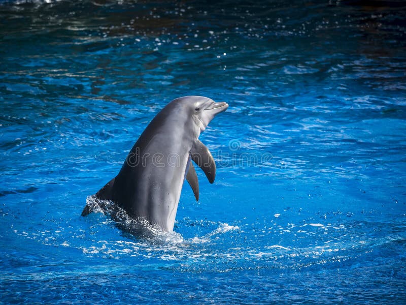 Funny Dolphin Having Some Fun Stock Photo - Image of funny, delfin ...