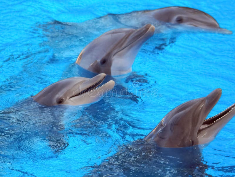 Funny Dolphins stock photo. Image of flipper, mammal - 246937590