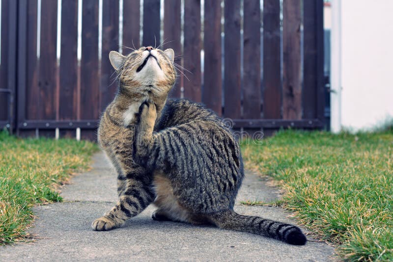 Tabby Cat Scratching His Chin Stock Image - Image of domestic, close ...