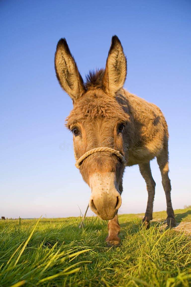 998 Donkey Colt Stock Photos - Free & Royalty-Free Stock Photos from ...