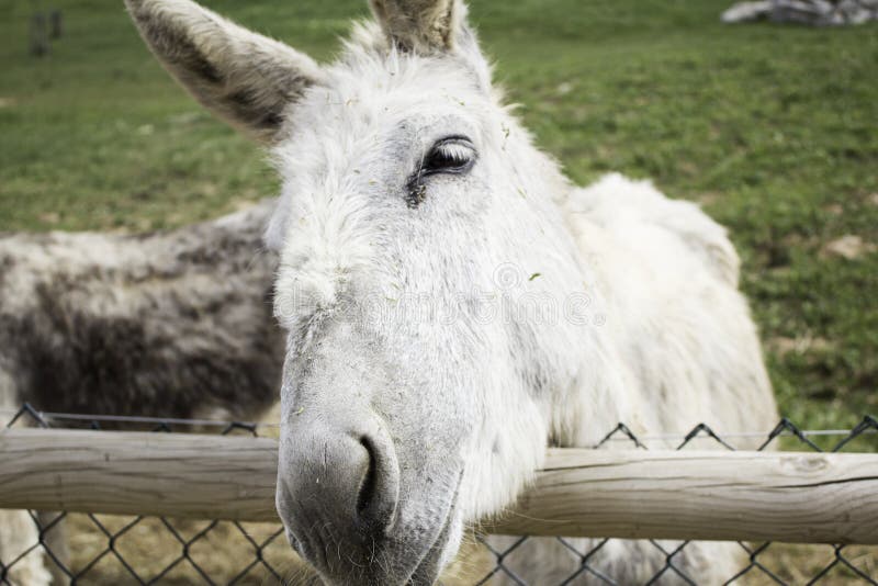 Funny donkey farm stock image. Image of cute, herbivorous - 79160397