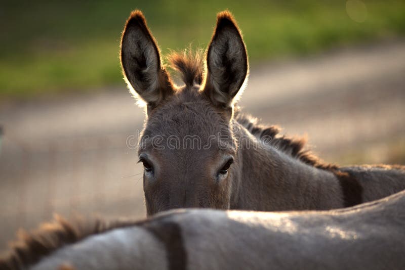Donkey Face Close Up Side View Stock Photo - Image of nature, country ...