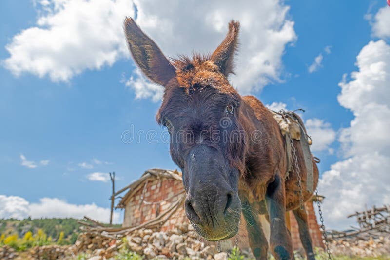 Funny Donkey Photo with Blue Sky Background Stock Photo - Image of face ...
