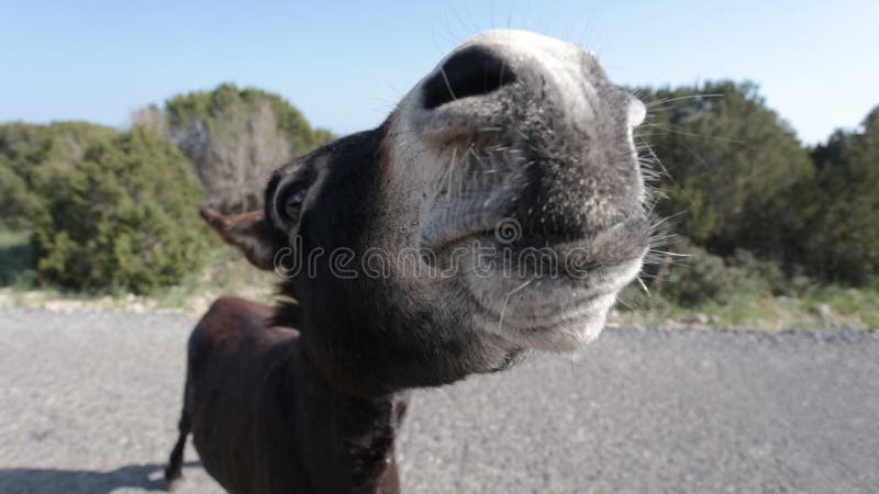 Funny donkey on road stock video. Video of good, closeup - 89909027