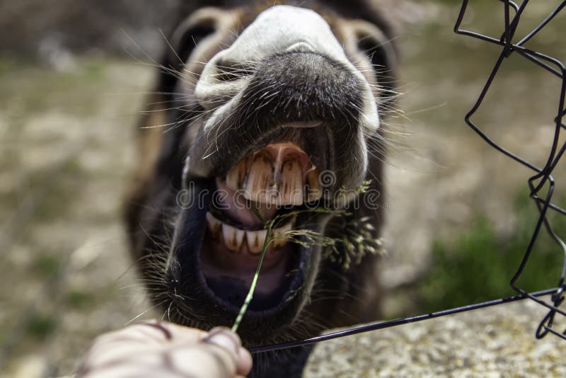 Laughing burro closeup stock image. Image of mammal, closeup - 91768477