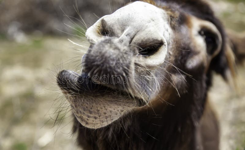 Laughing burro closeup stock image. Image of mammal, closeup - 91768477