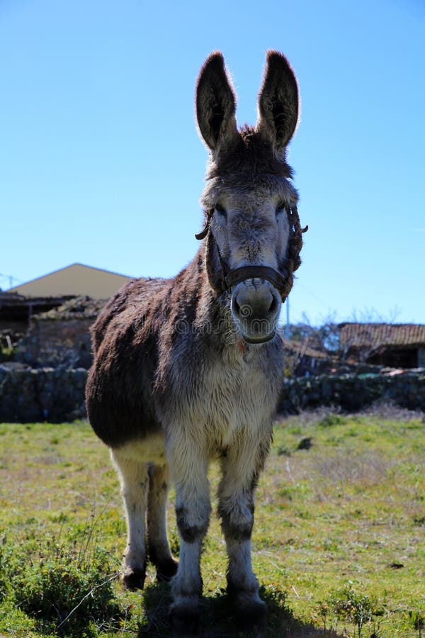 Funny Donkey in the Village Stock Image - Image of wild, funny: 313794249