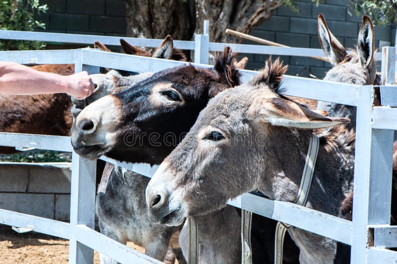 Funny Donkeys in the pen stock photo. Image of agricultural - 120890572