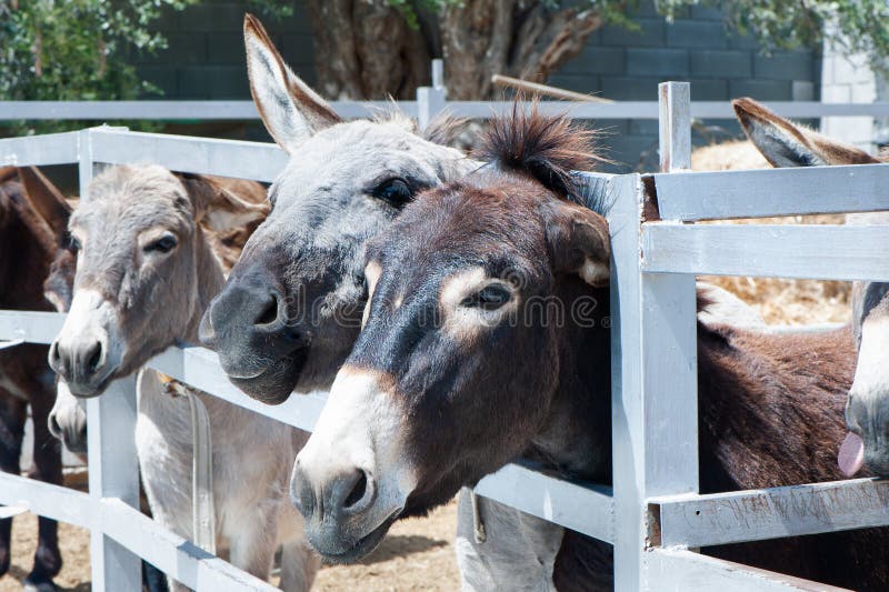 Funny Donkeys in the pen stock photo. Image of foal - 115529050