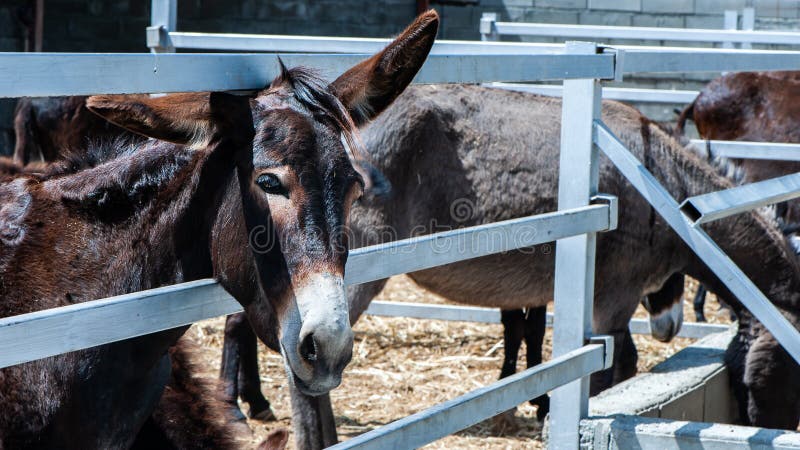 Funny Donkeys in the pen stock photo. Image of mother - 124321198