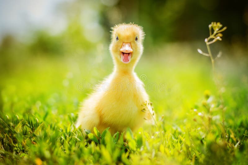 Funny Duck stock image. Image of cheerful, prairie, flower - 246659035