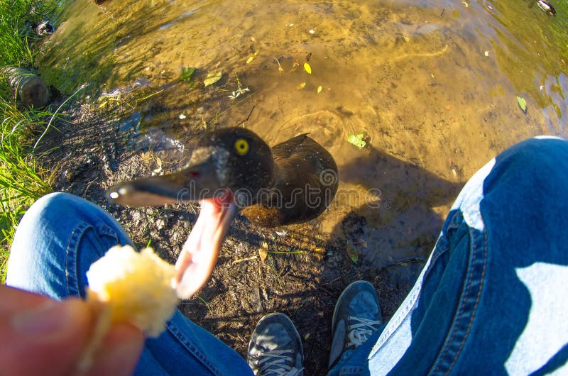Funny Duck Eats Out of Hand by the Lake Stock Photo - Image of animal ...