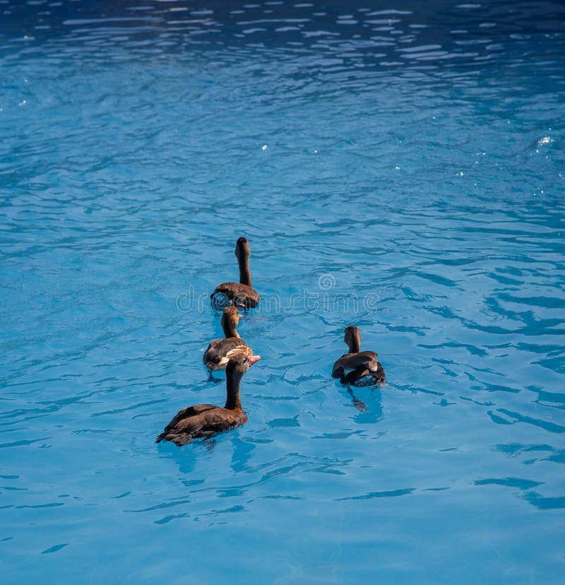 Funny duck group on a pool stock photo. Image of duckling - 74945672