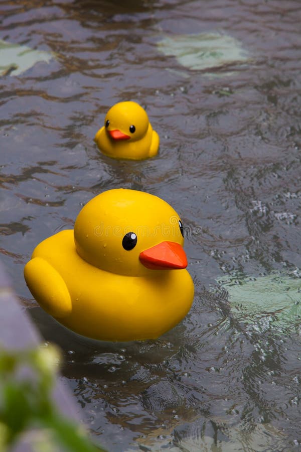 Funny Duck Toy in the Blue Clean Pool Background Stock Photo - Image of ...