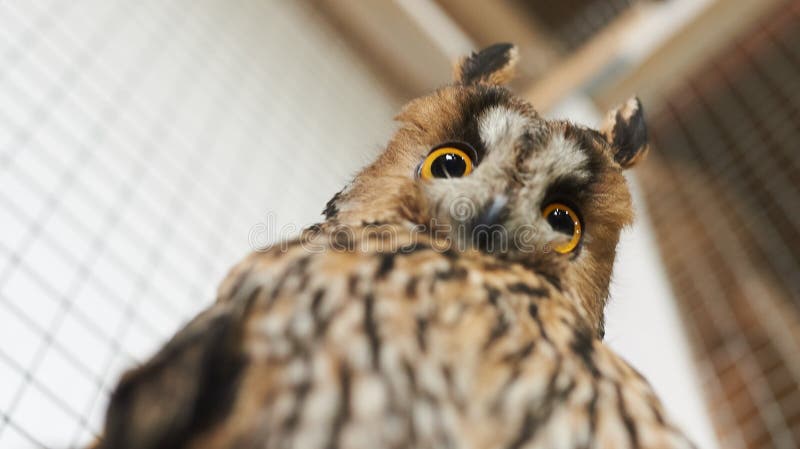 Funny Eared Owl Looking Down Stock Image - Image of cute, birds: 147845627