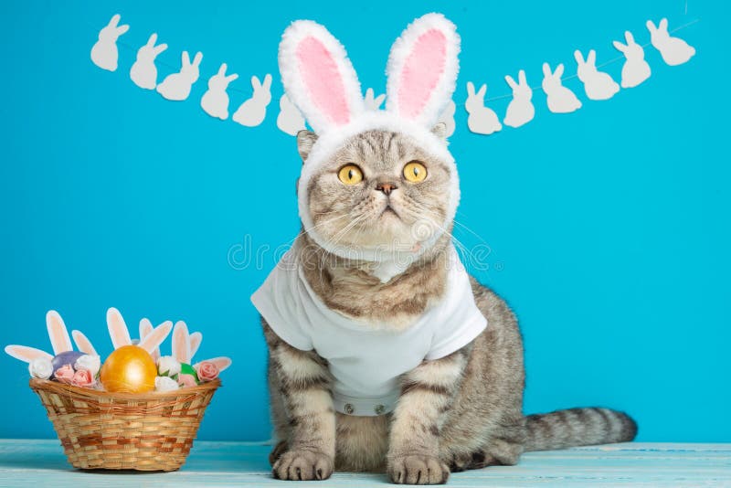 Funny Easter Bunny Cat, Cute with Ears and Easter Eggs. Easter ...
