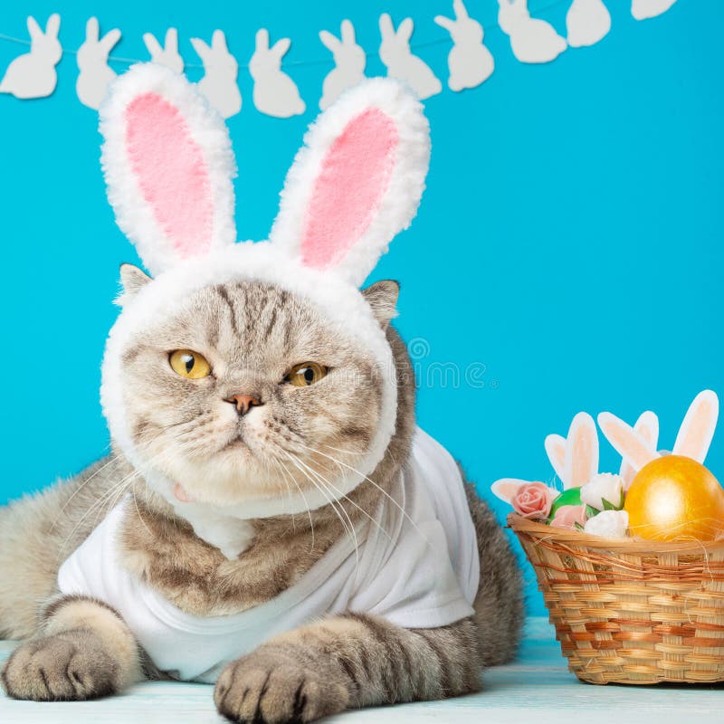 Funny Easter Bunny Cat, Cute with Ears and Easter Eggs. Easter ...