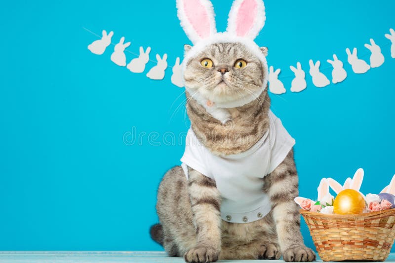Funny Easter Bunny Cat, Cute with Ears and Easter Eggs. Easter ...