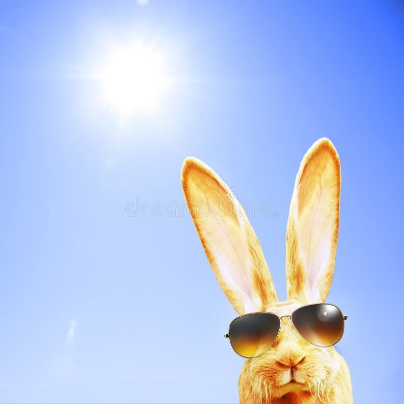 Funny Easter Bunny. Happy Easter Holiday Concept Stock Image - Image of ...