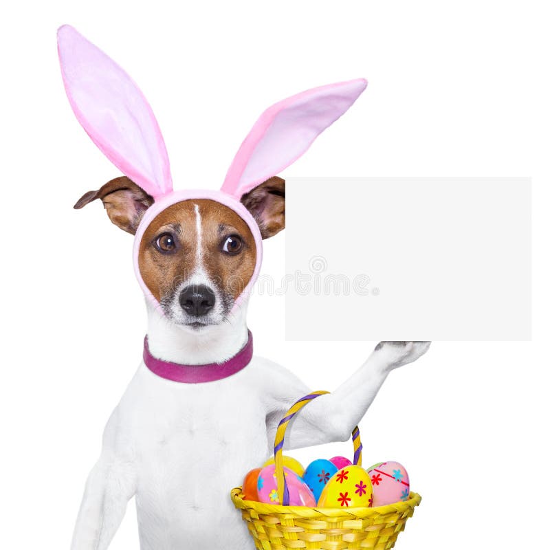 Funny easter dog stock photo. Image of frame, banner - 29626714
