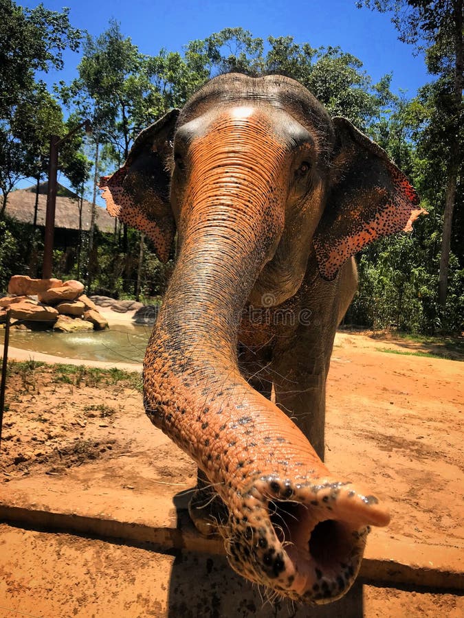 Funny elephant. stock photo. Image of beautiful, closeup - 151505022