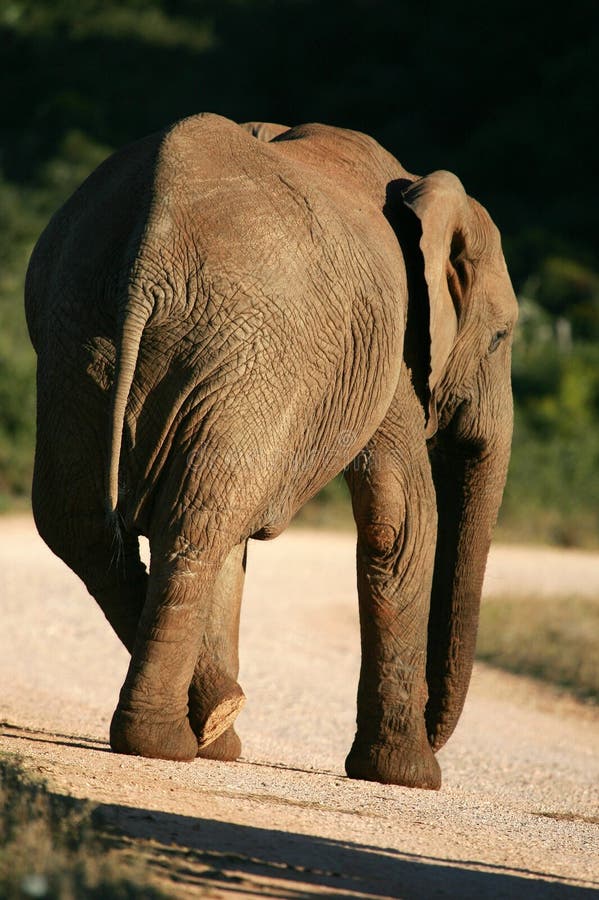 Funny Elephant picture stock photo. Image of africa, charge - 25157438