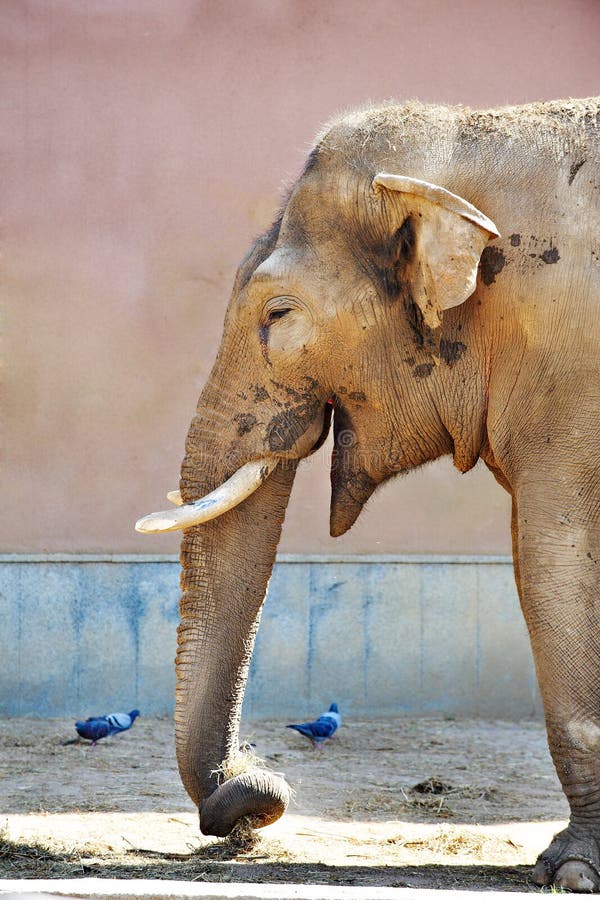 Funny Looking Elephants Get To Know The Fun Fact Of Elephant Emotions