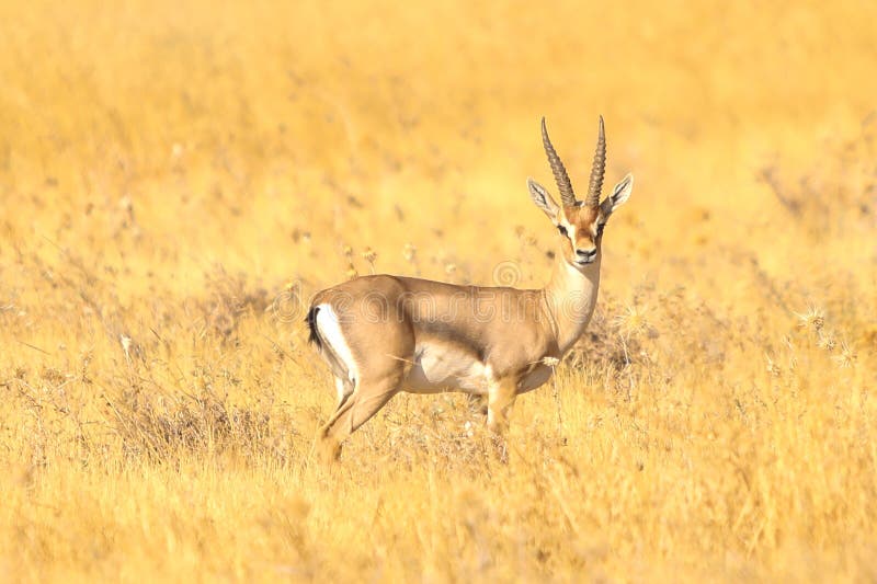 Funny Example of Gazelle in a Grass Field, Looking into Camera Stock ...