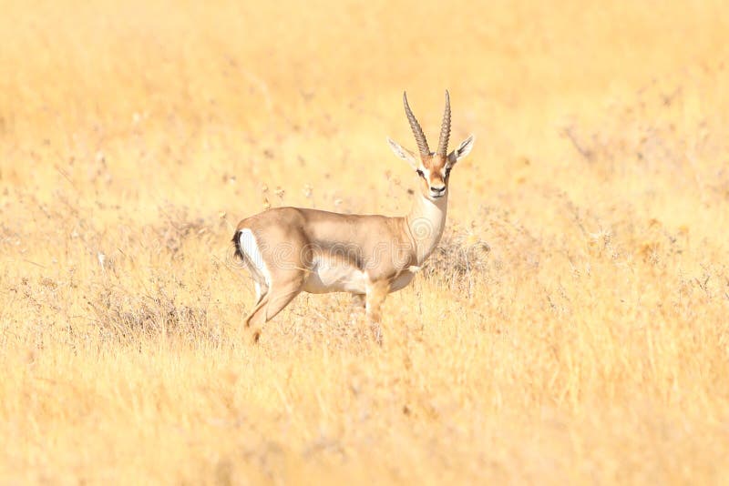 Funny Example of Gazelle in a Grass Field, Looking into Camera Stock ...