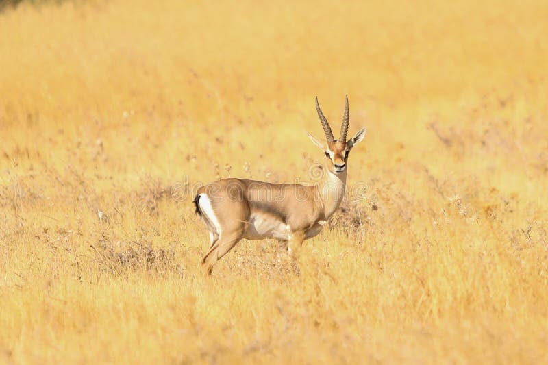 Funny Example of Gazelle in a Grass Field, Looking into Camera Stock ...