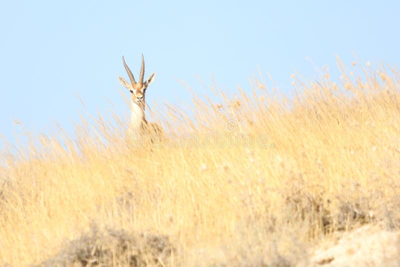 Funny Example of Gazelle in a Grass Field, Looking into Camera Stock ...