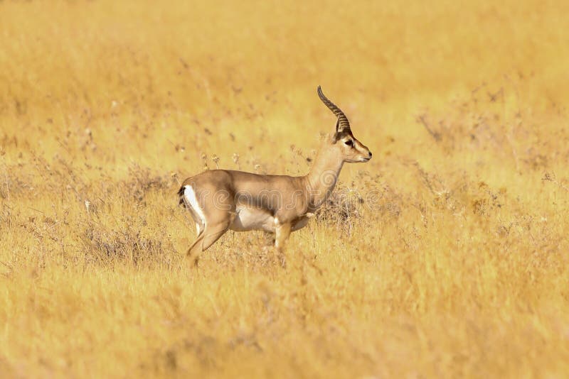 Funny Example of Gazelle in a Grass Field, Looking into Camera Stock ...