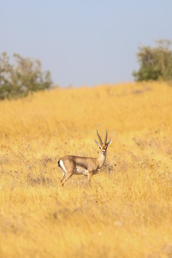 Funny Example of Gazelle in a Grass Field, Looking into Camera Stock ...