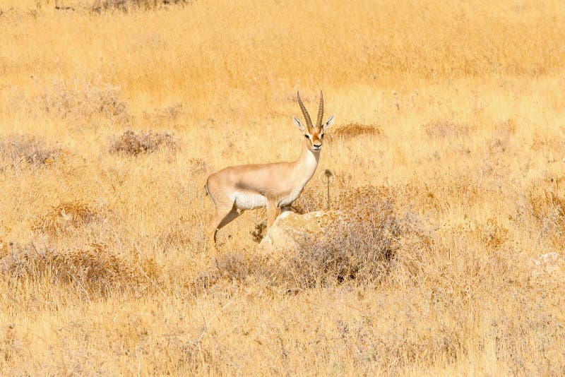 Funny Example of Gazelle in a Grass Field, Looking into Camera Stock ...