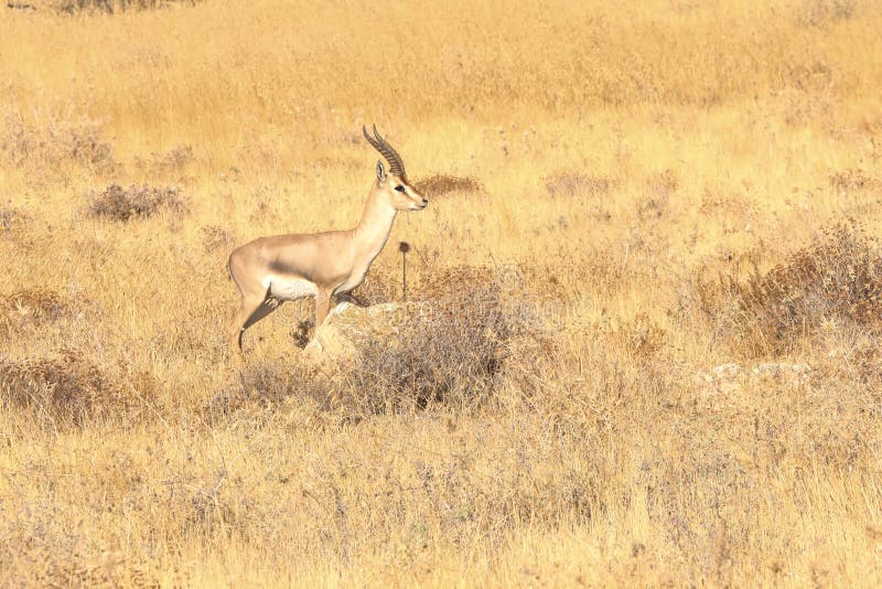 Funny Example of Gazelle in a Grass Field, Looking into Camera Stock ...