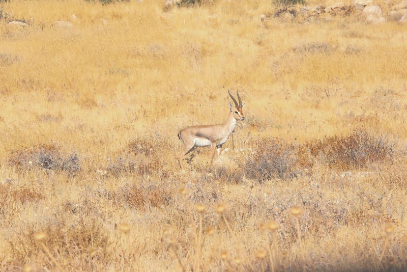 256 Funny Gazelle Stock Photos - Free & Royalty-Free Stock Photos from ...