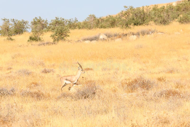Funny Example of Gazelle in a Grass Field, Looking into Camera Stock ...