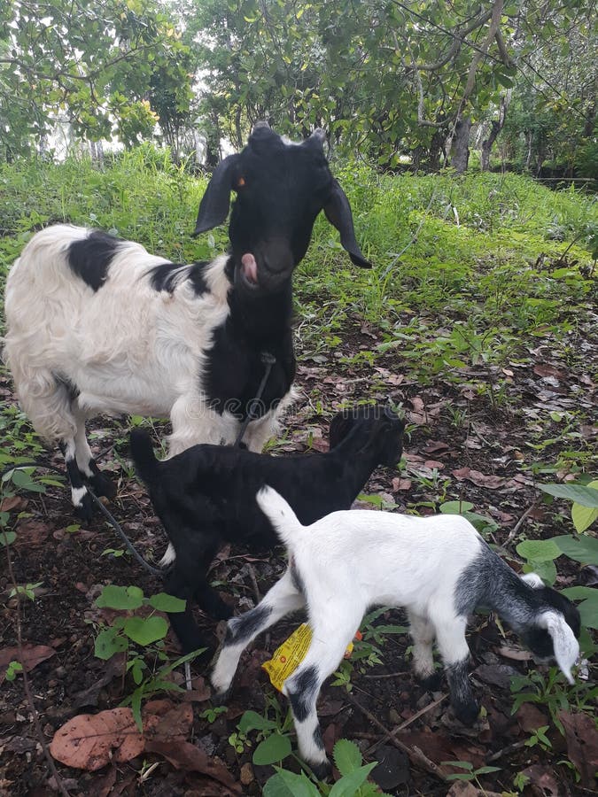 Funny Expression of Goat Family Stock Image - Image of indonesia, white ...