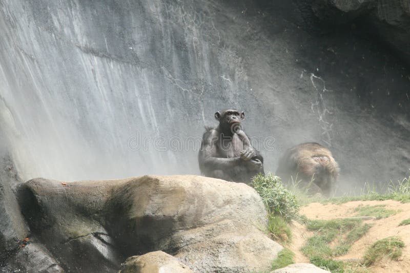 Funny Expressive Chimp Picture. Image: 2528508