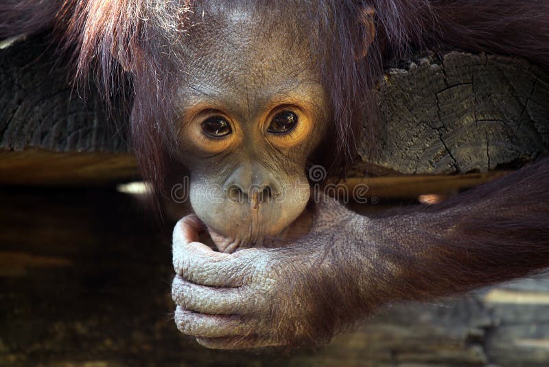 Orangutan Humor Funny Face Sharp Humor