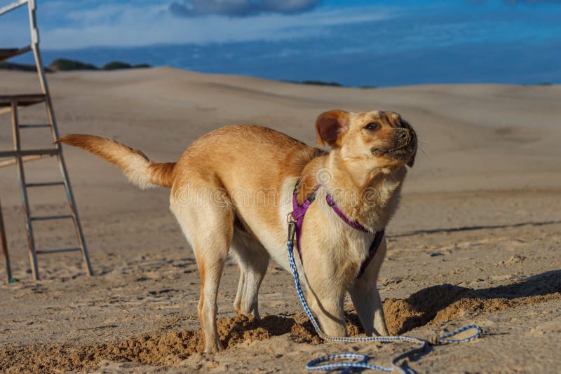 A Red Labrador Pulling a Stick Away from a Rhodesian Ridgeback Stock ...