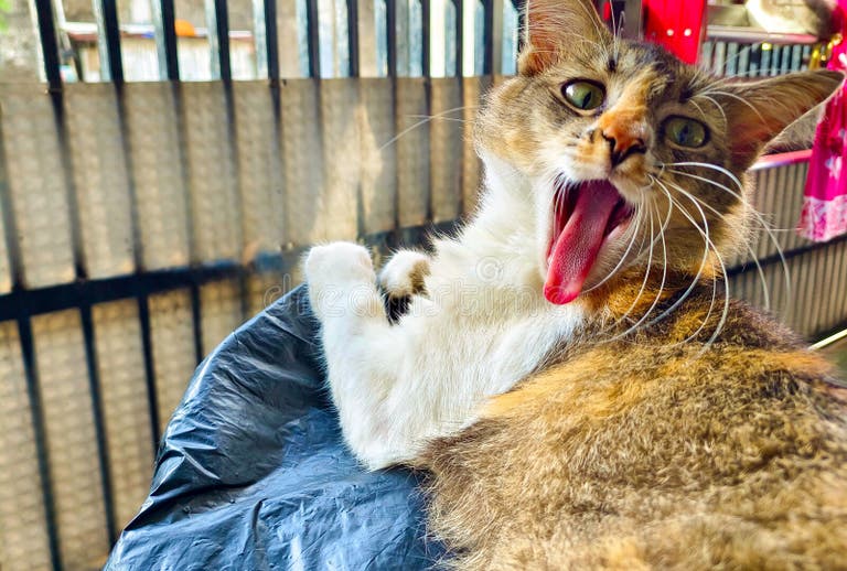 Funny Face Calico Kitten Meme Stock Image - Image of face, kitten ...