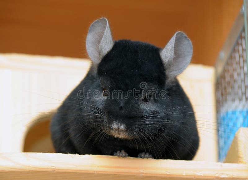 Funny Face Domestic Chinchilla Stock Photo - Image of closeup, furry ...