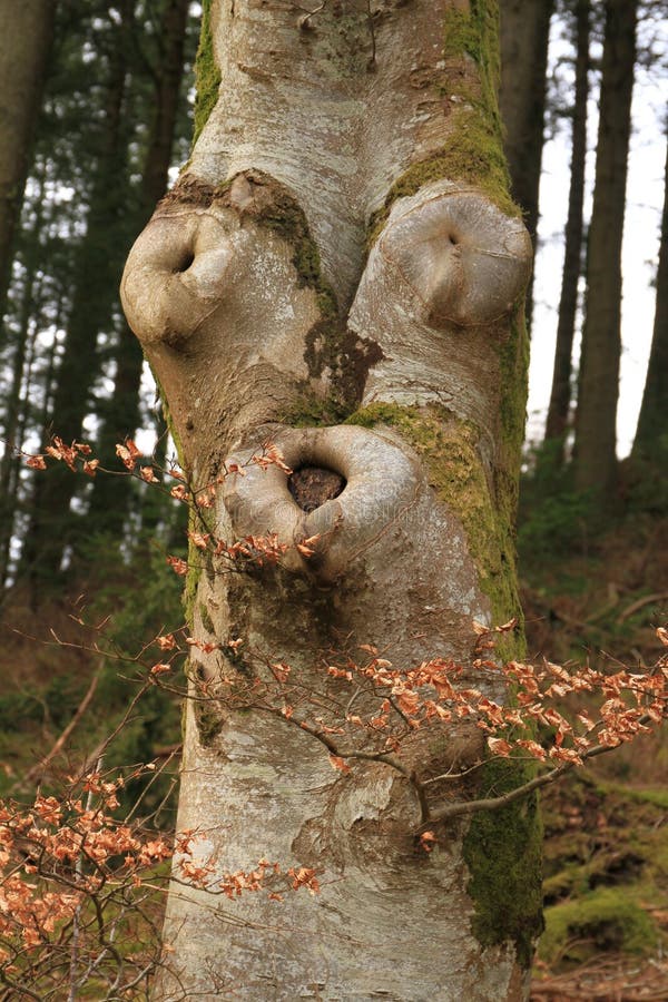 A Funny Face Formed from the Removal of the Lower Branches of a Tree ...