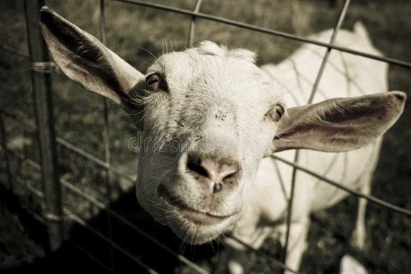 Funny Face Goat Picture. Image: 2846303