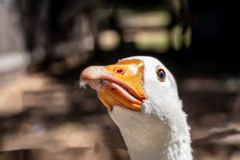 Funny Face of a Goose Looking at the Camera Stock Photo - Image of ...